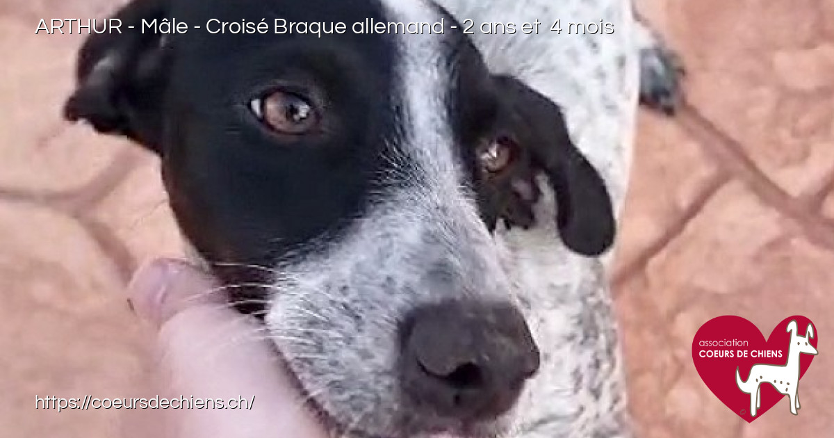 ARTHUR - Association Coeurs de Chiens - Adoption de chiens en Suisse