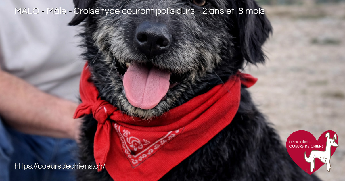 MALO - Association Coeurs de Chiens - Adoption de chiens en Suisse